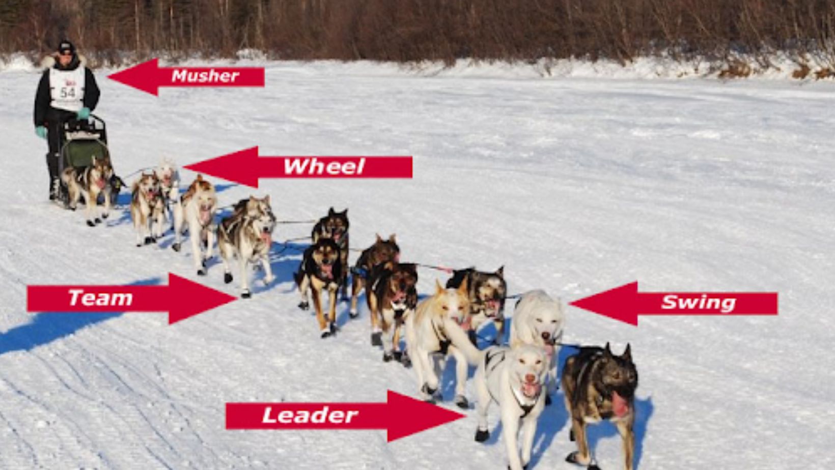 Why Is The Role Of The Lead Dog Critical For The Team In Dog Sledding ...